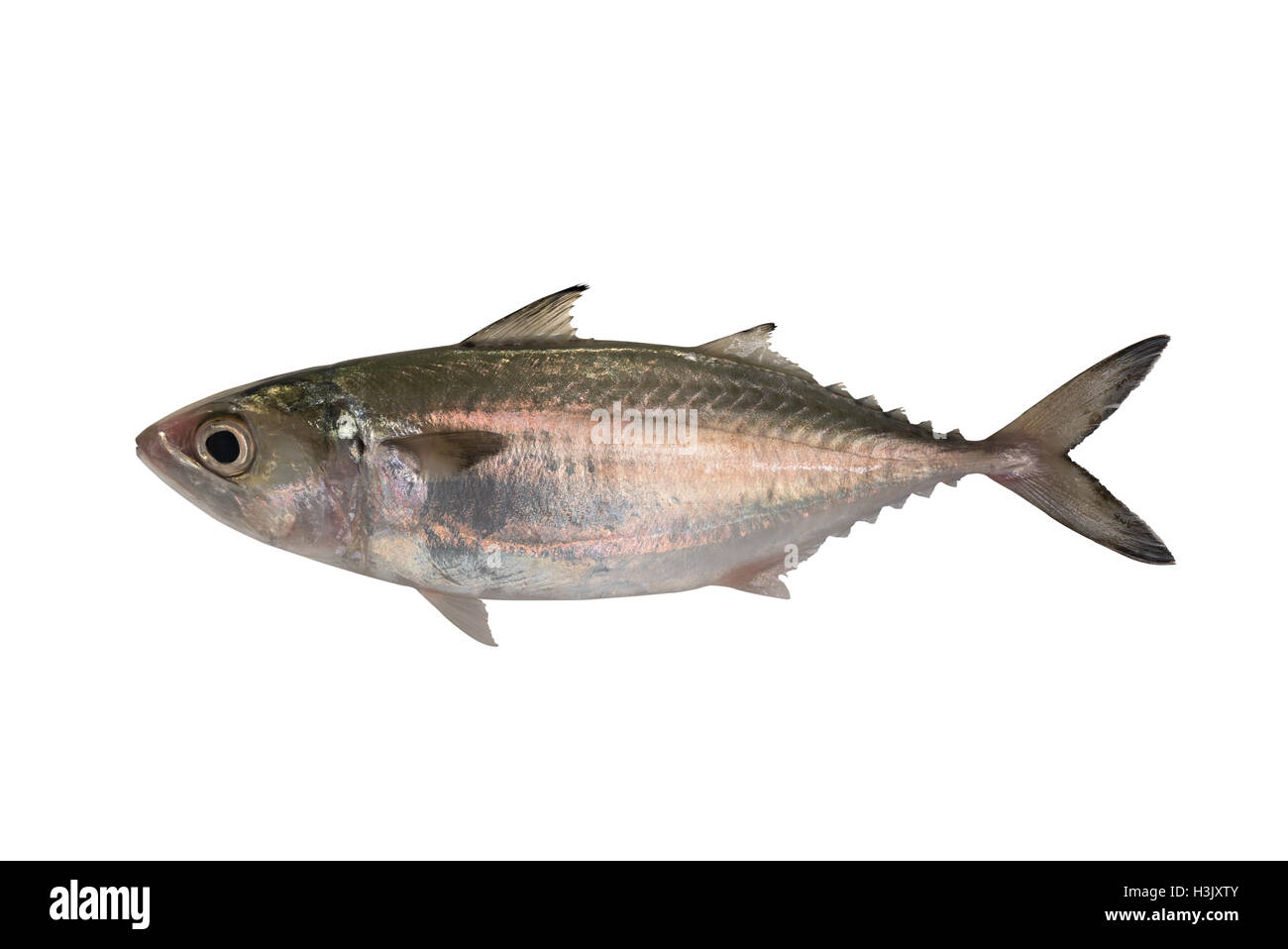 Fresh fish on white background Stock Photo - Alamy