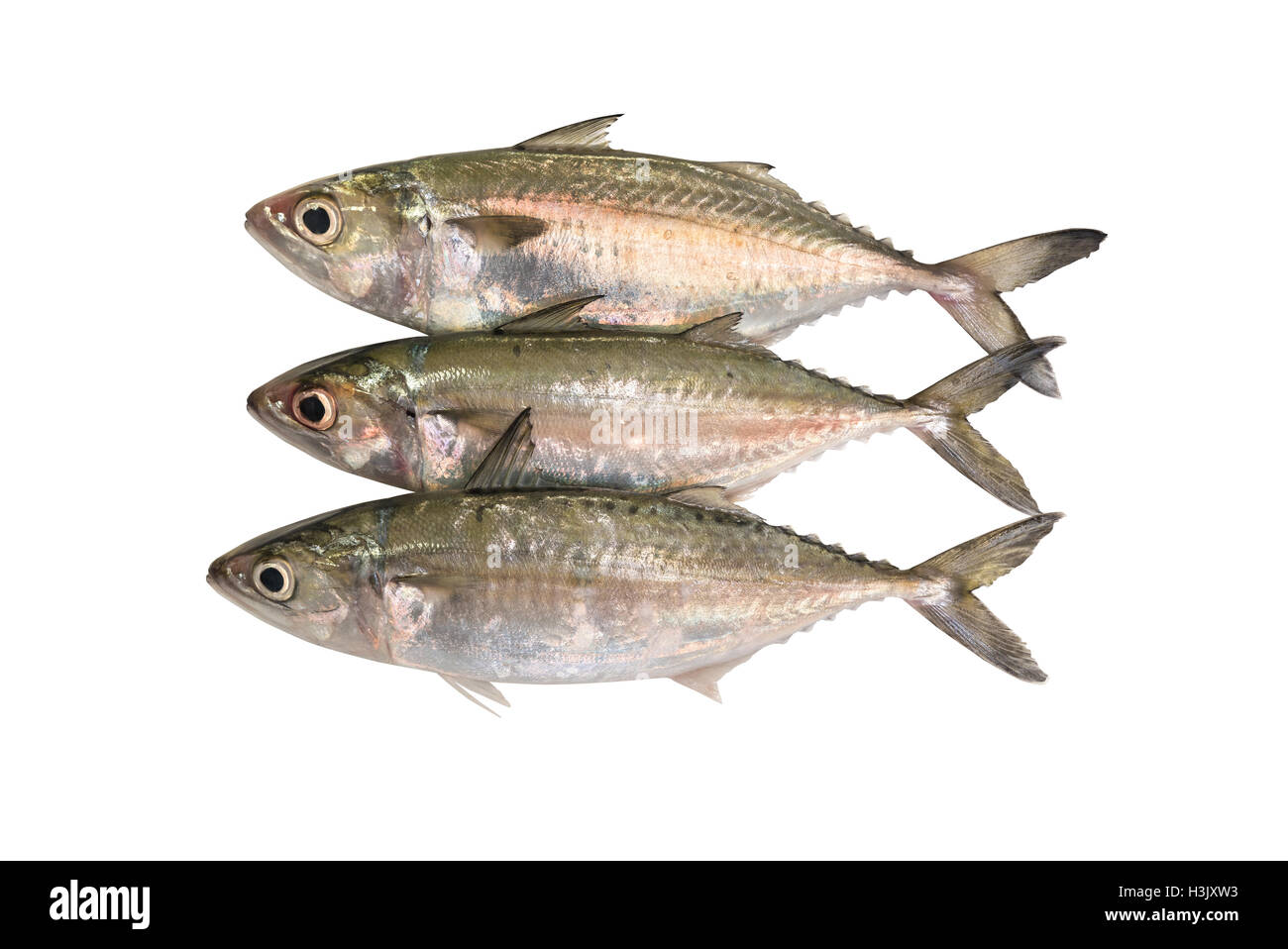 Three Fresh fish on white background Stock Photo - Alamy