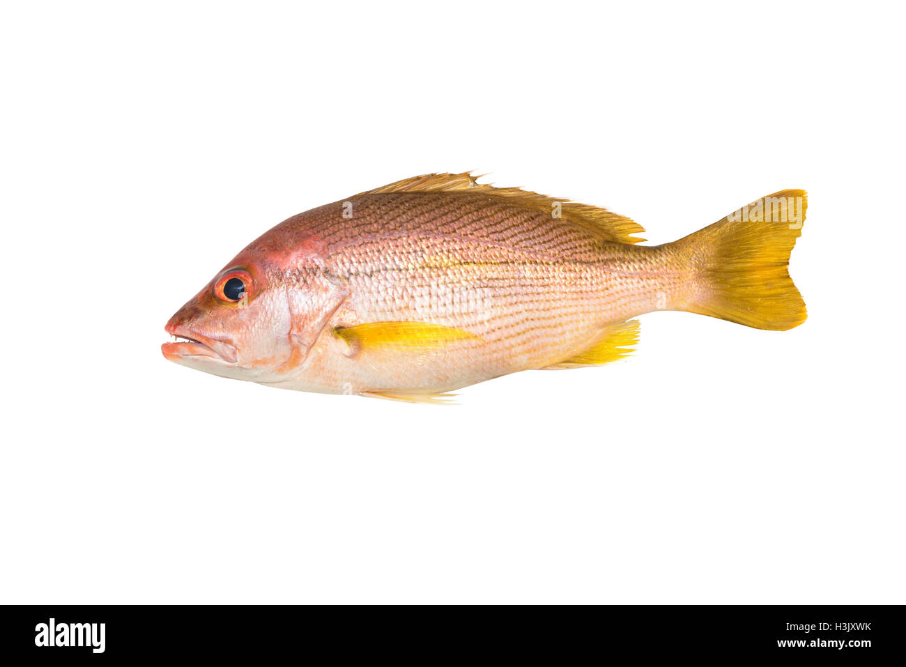 Red snapper isolated on white Stock Photo - Alamy
