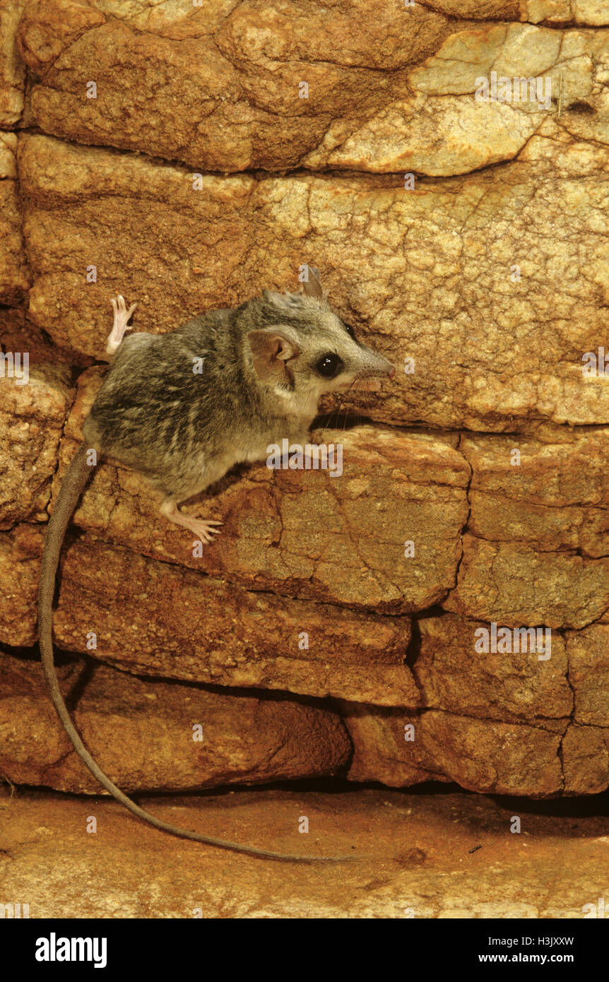 Long-tailed dunnart (Sminthopsis longicaudata Stock Photo - Alamy
