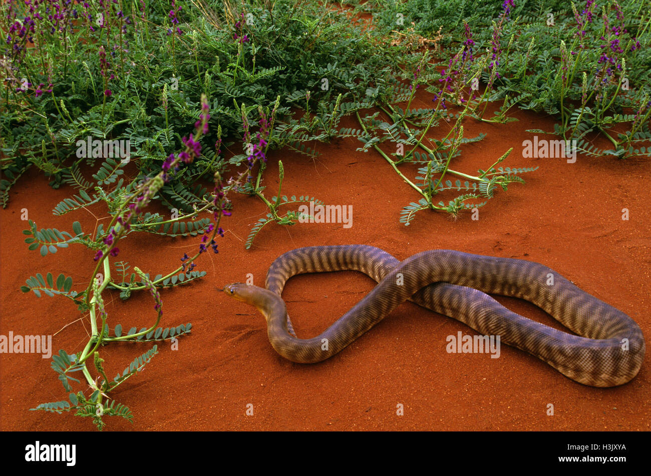 Woma python (Aspidites ramsayi Stock Photo - Alamy