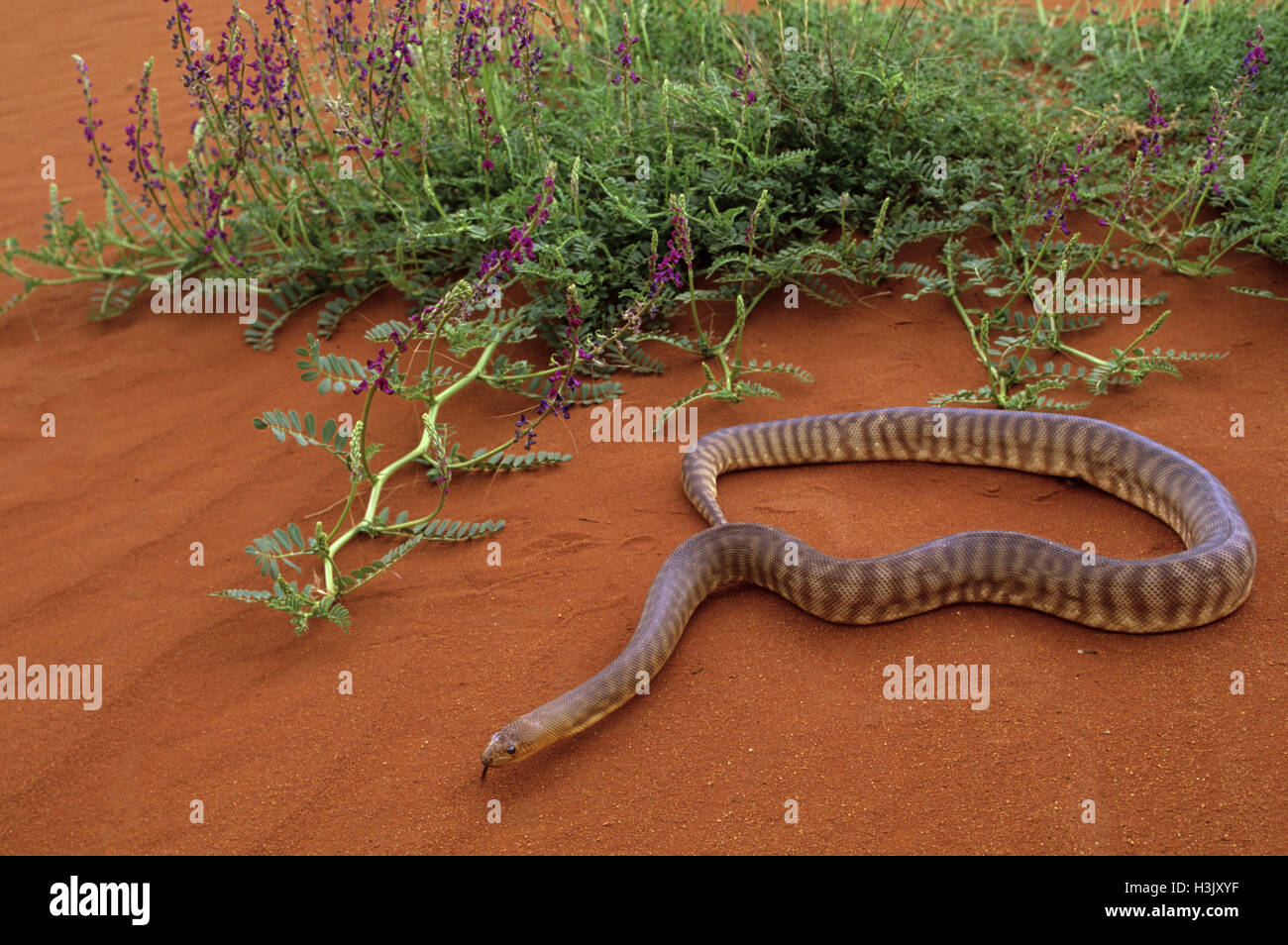 Woma python (Aspidites ramsayi Stock Photo - Alamy