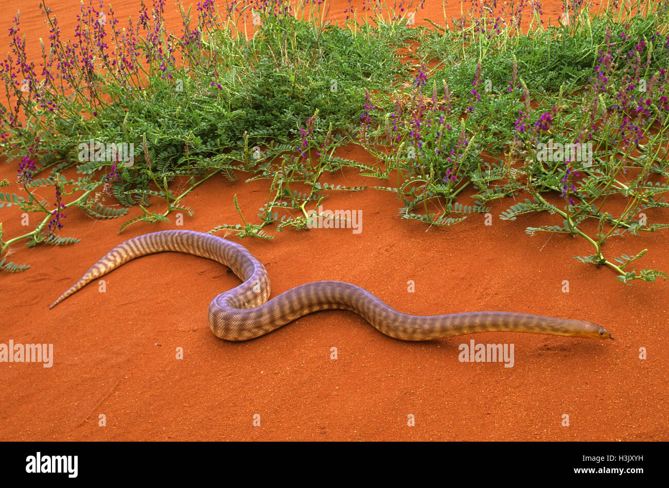 Woma python (Aspidites ramsayi Stock Photo - Alamy