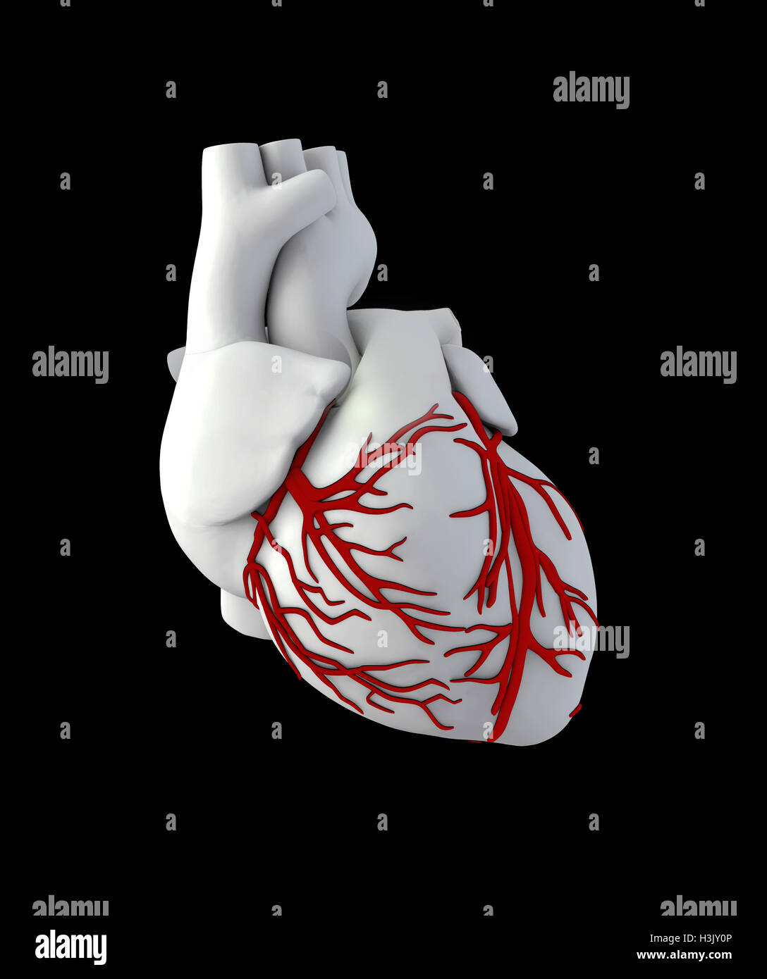 Human heart isolated hi-res stock photography and images - Alamy