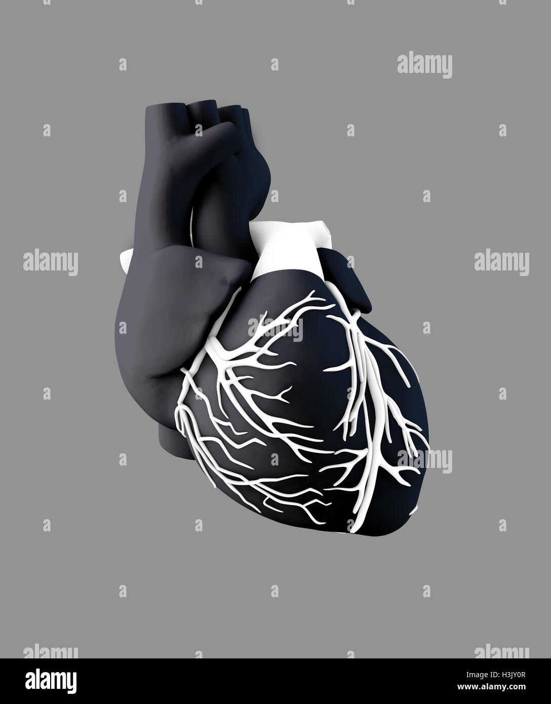 Human heart organ hi-res stock photography and images - Alamy