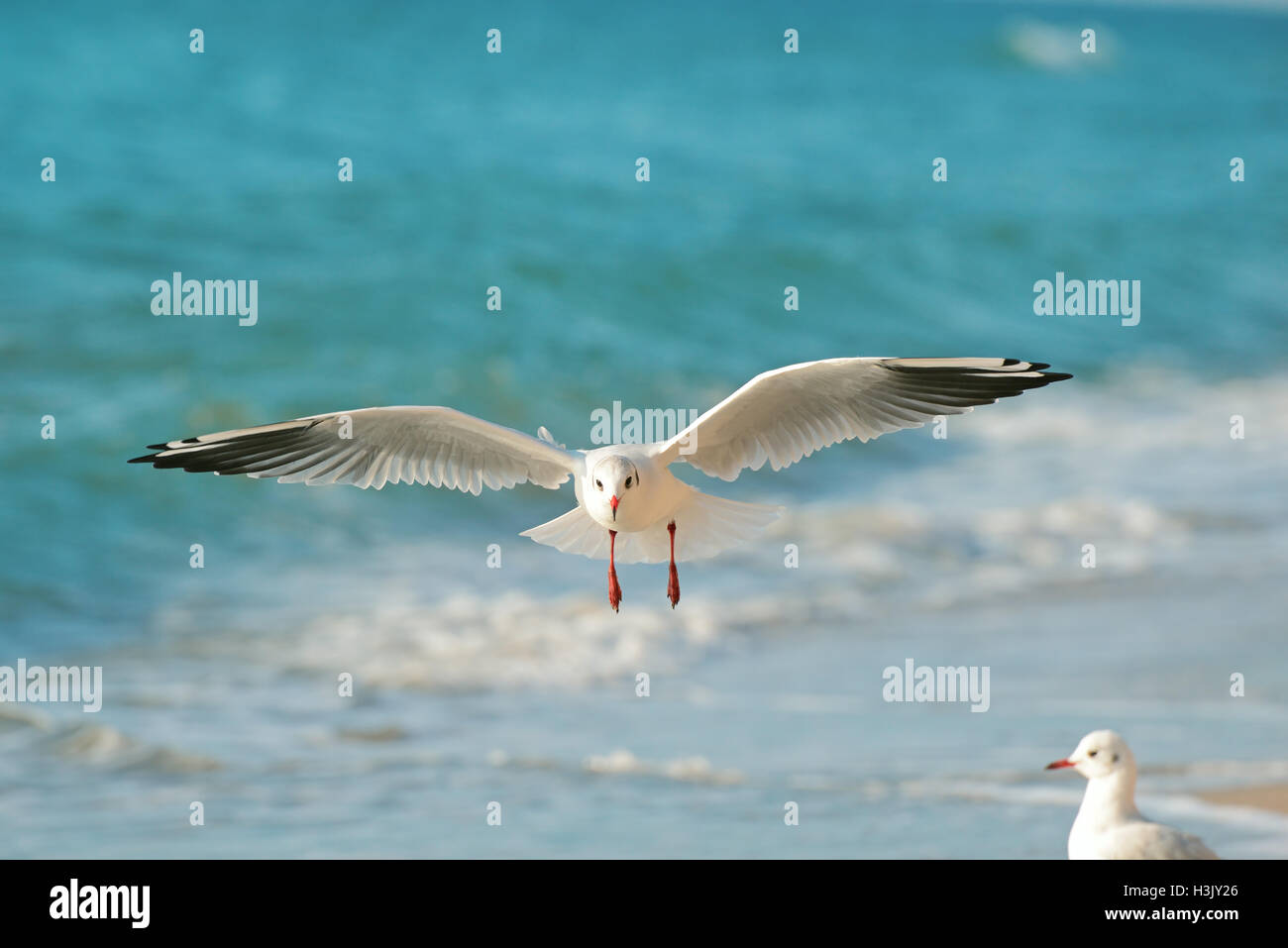 seagull flying over the sea Stock Photo - Alamy