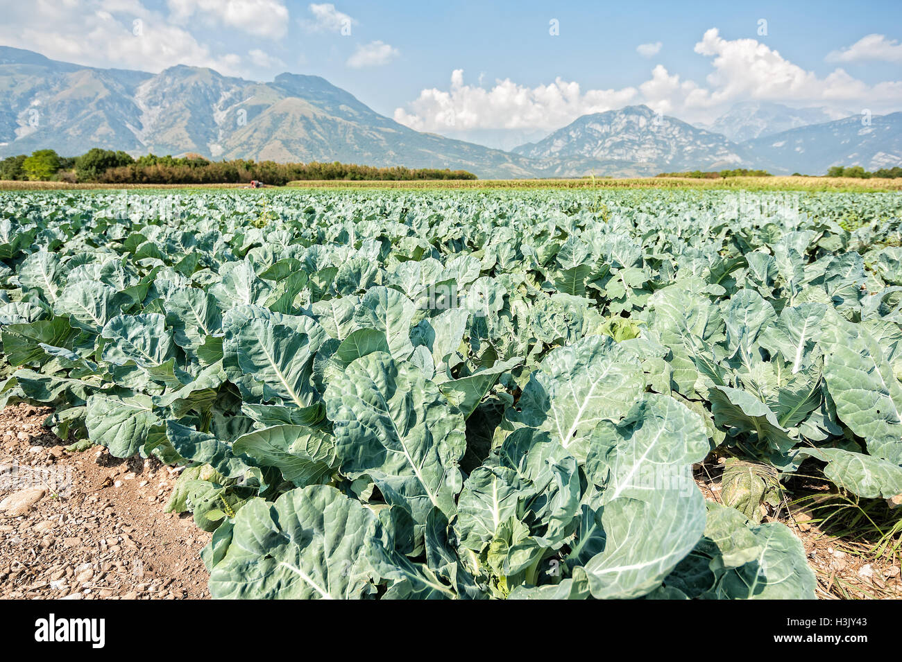 Growing vegetables. Great field of broccoli on a summer day Stock Photo ...