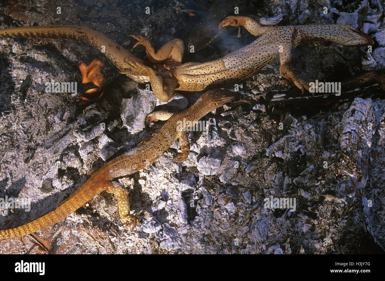 People from Mt Liebig (Luritja language group Stock Photo - Alamy