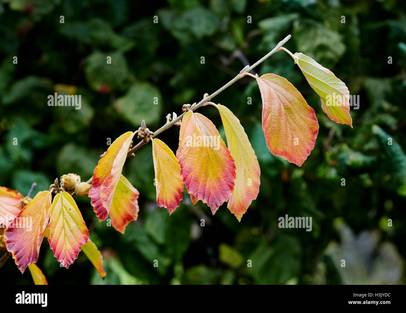 A Witch hazel branch showing its autumn color with a dark background ...