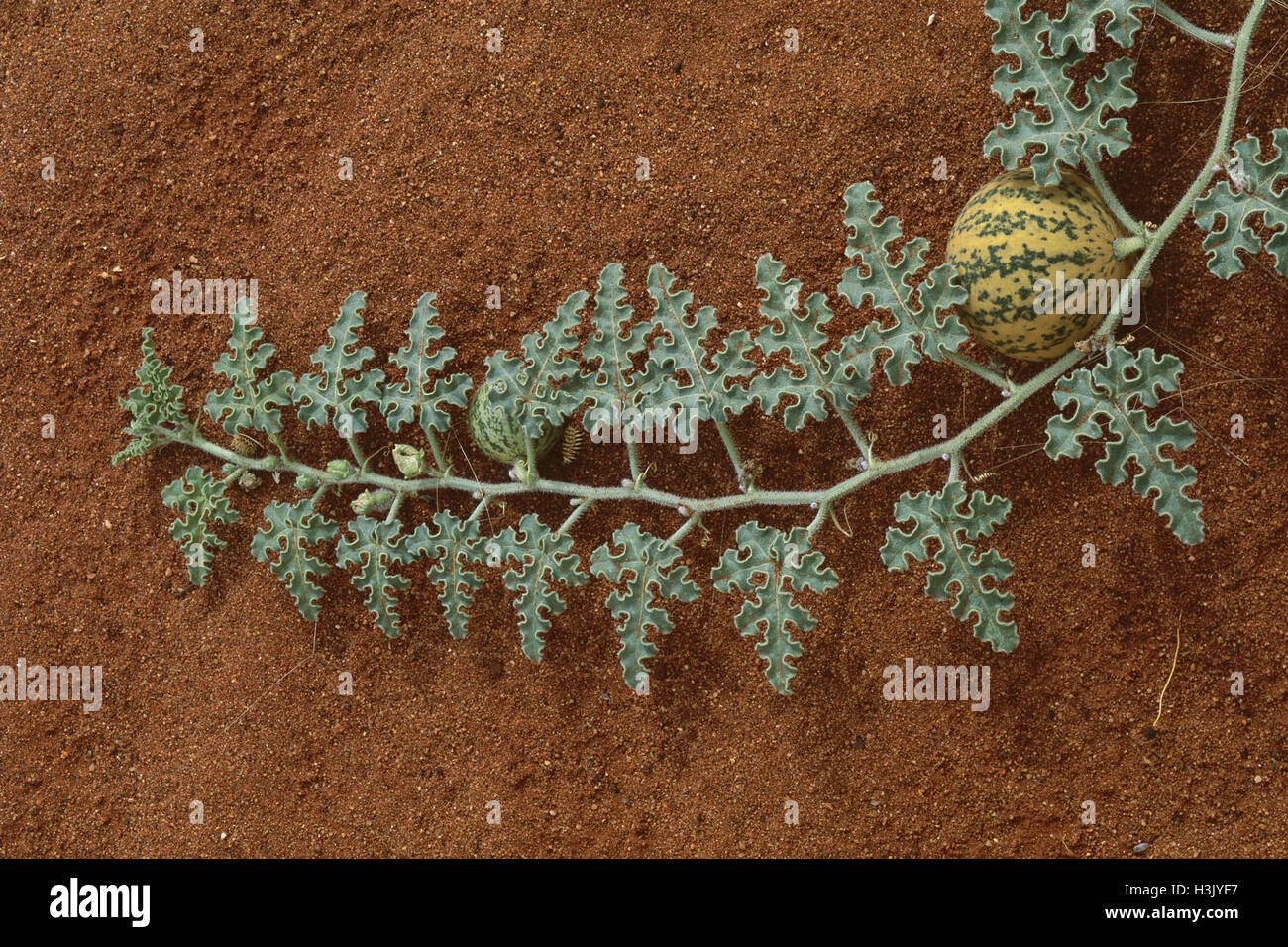 Wild gourd hi-res stock photography and images - Alamy