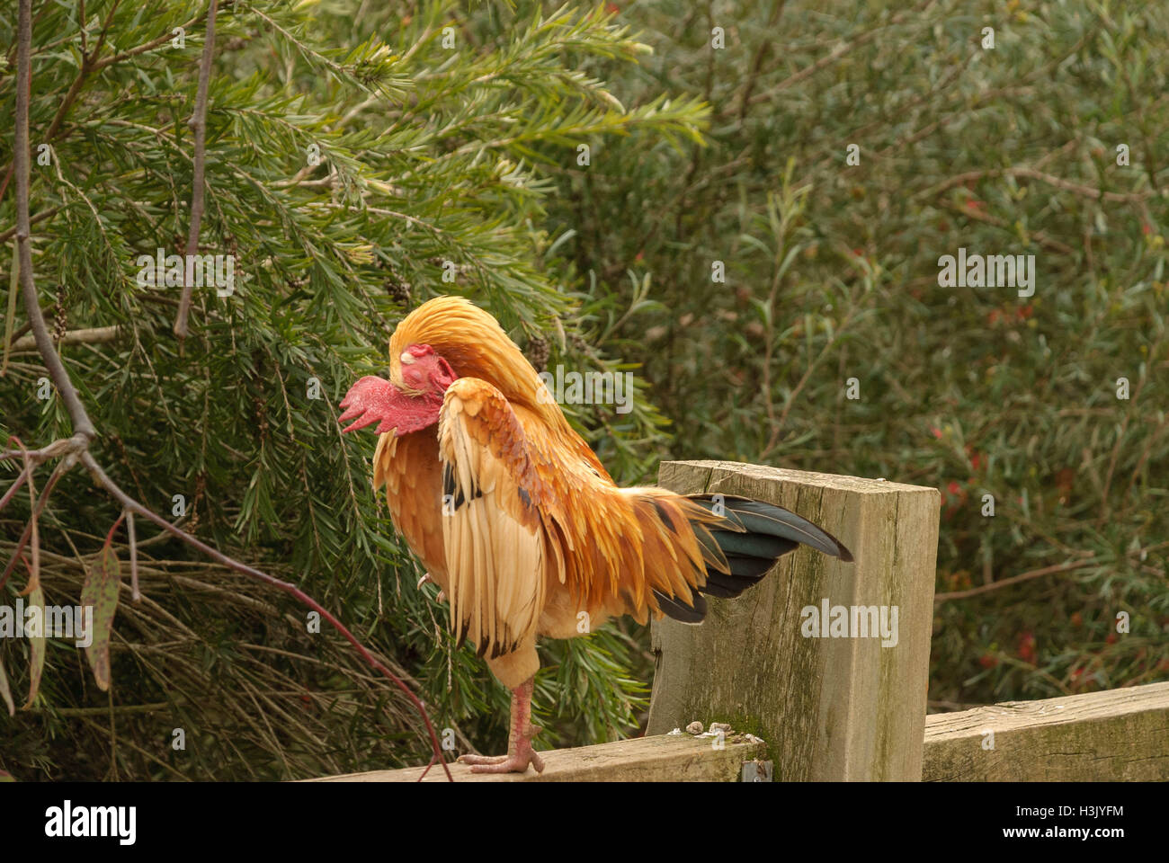Horizontal rooster hi-res stock photography and images - Alamy