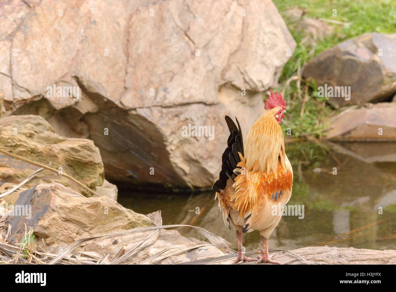Big red rooster hi-res stock photography and images - Alamy