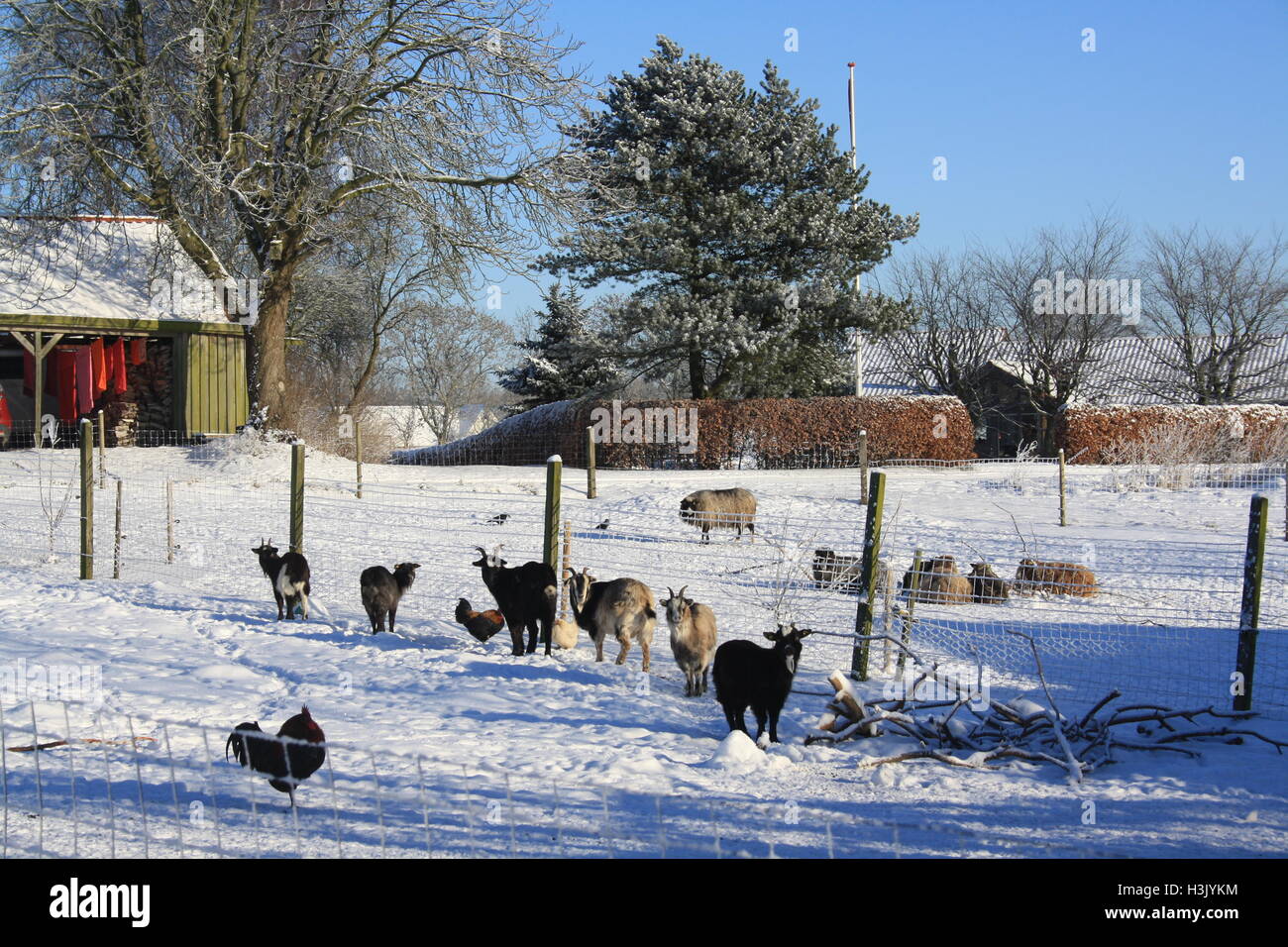 Goats in the snow Stock Photo - Alamy