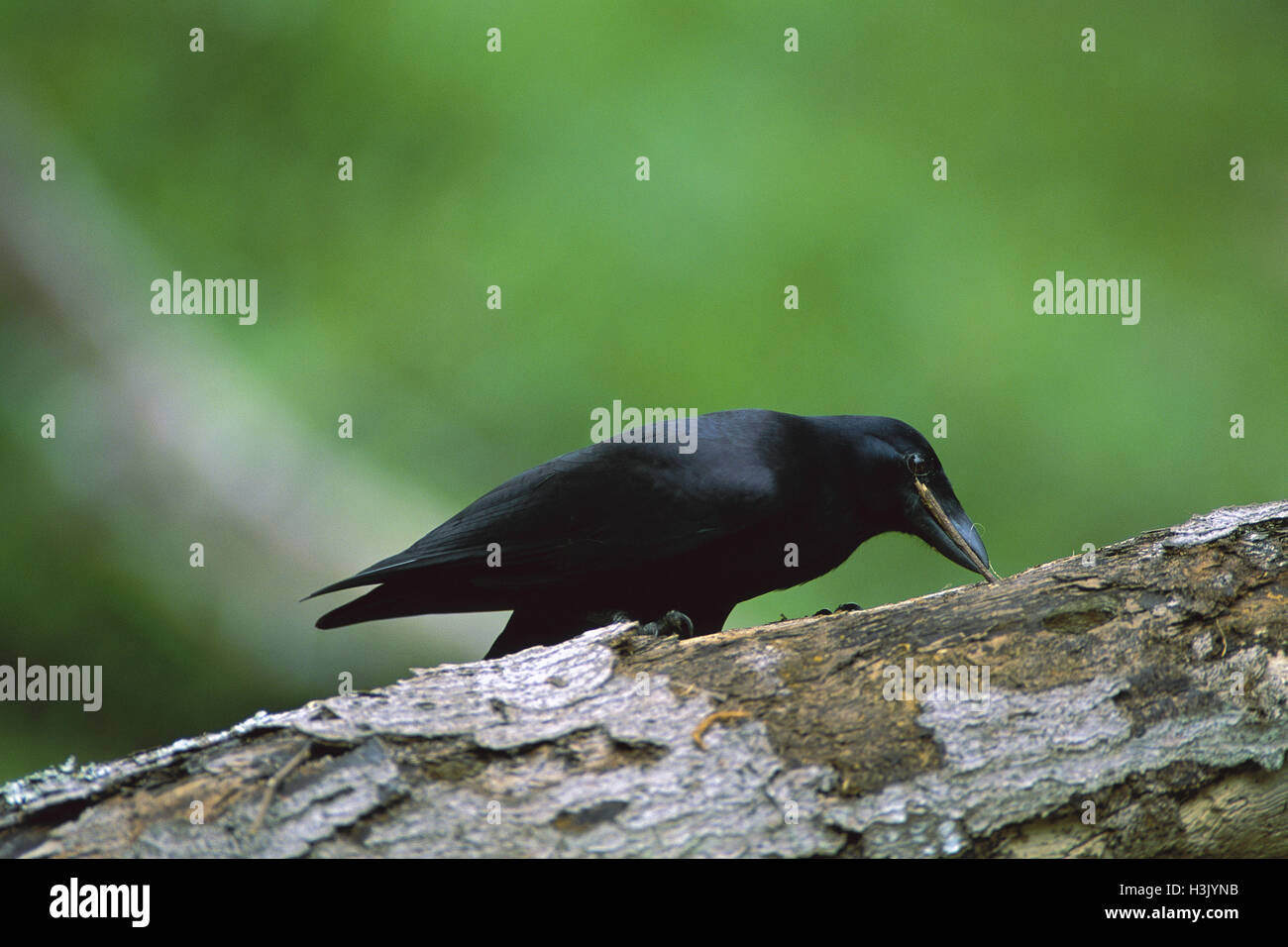 New Caledonian crow (Corvus moneduloides Stock Photo - Alamy