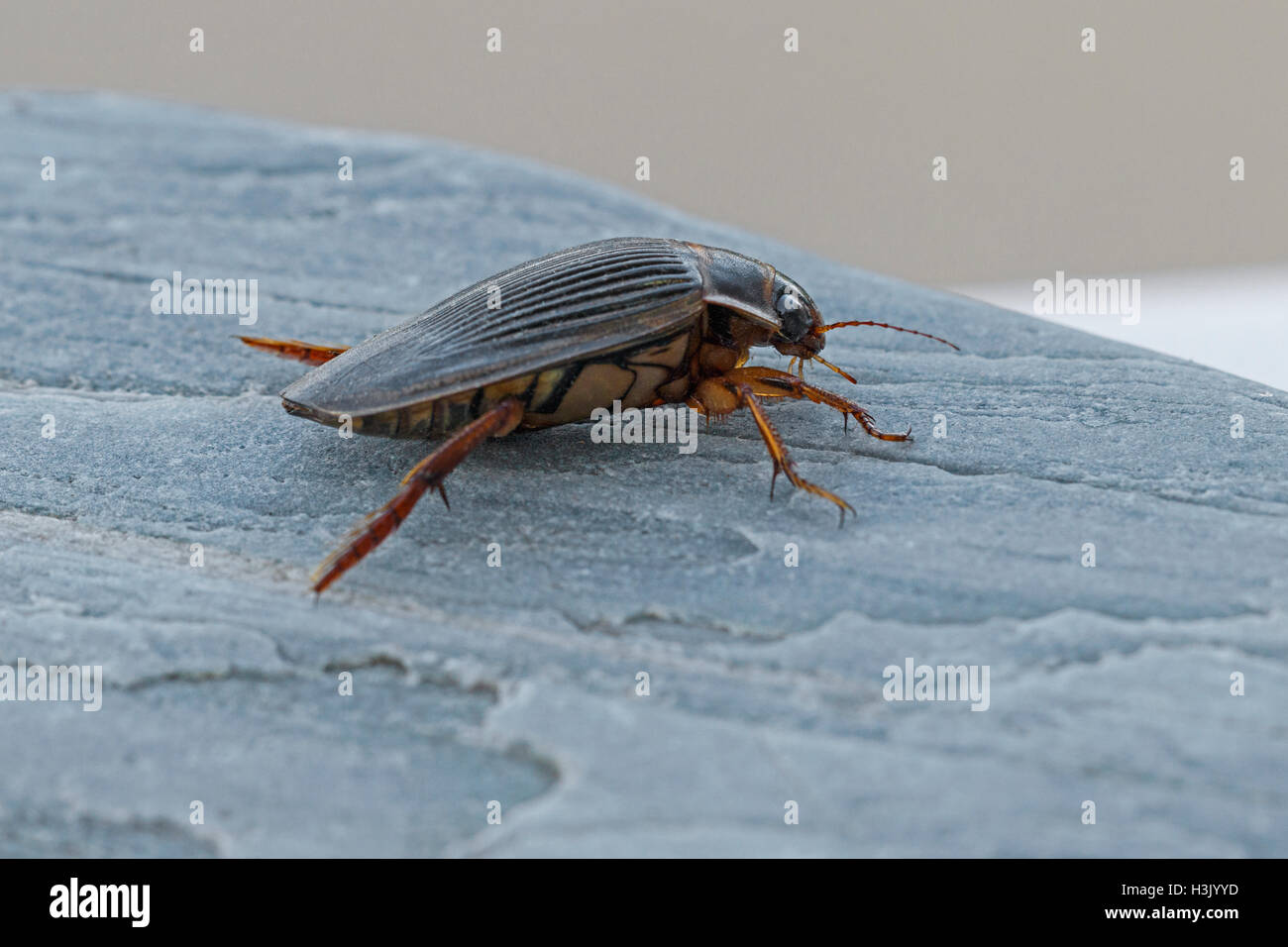 Great diving beetle hi-res stock photography and images - Alamy