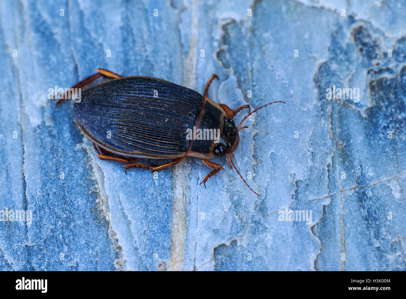 Great Diving Beetle Dytiscus marginalis adult on a rock Stock Photo - Alamy