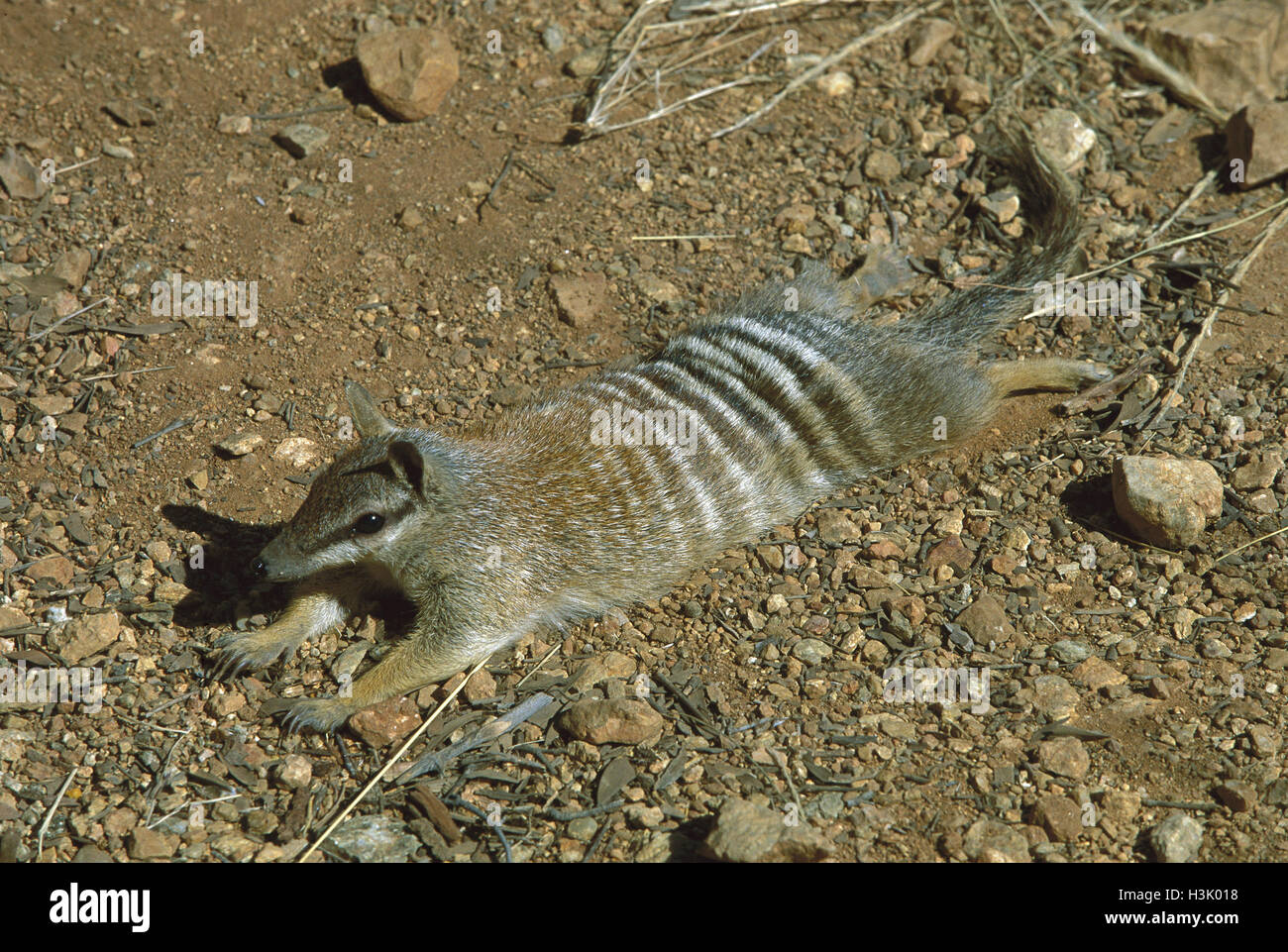 Numbat (Myrmecobius fasciatus Stock Photo - Alamy
