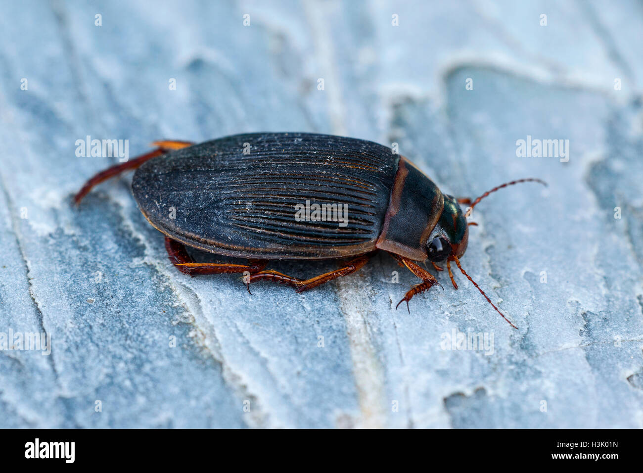 Great Diving Beetle Dytiscus marginalis adult on a rock Stock Photo - Alamy