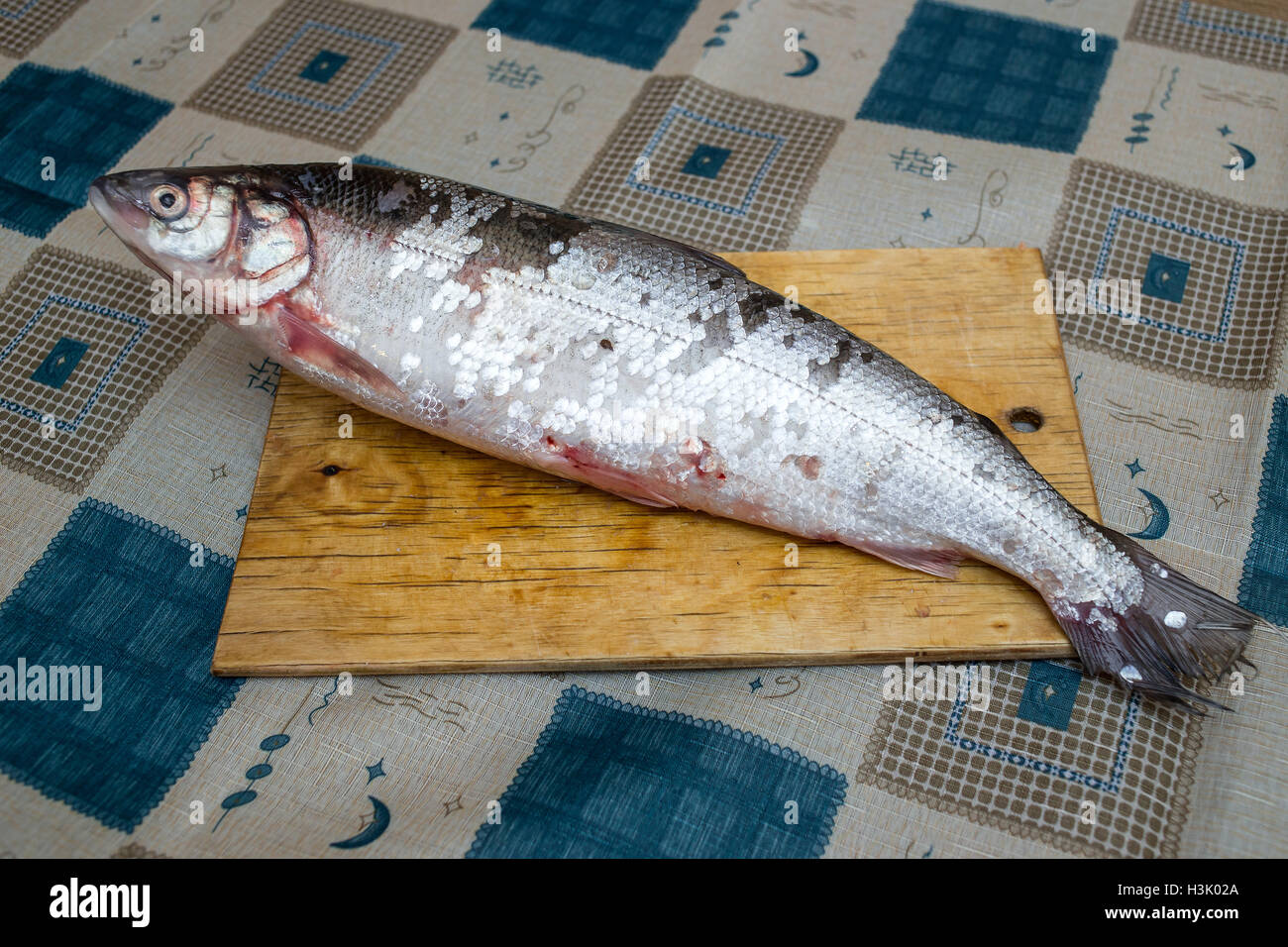 Silvery whitefish hi-res stock photography and images - Alamy