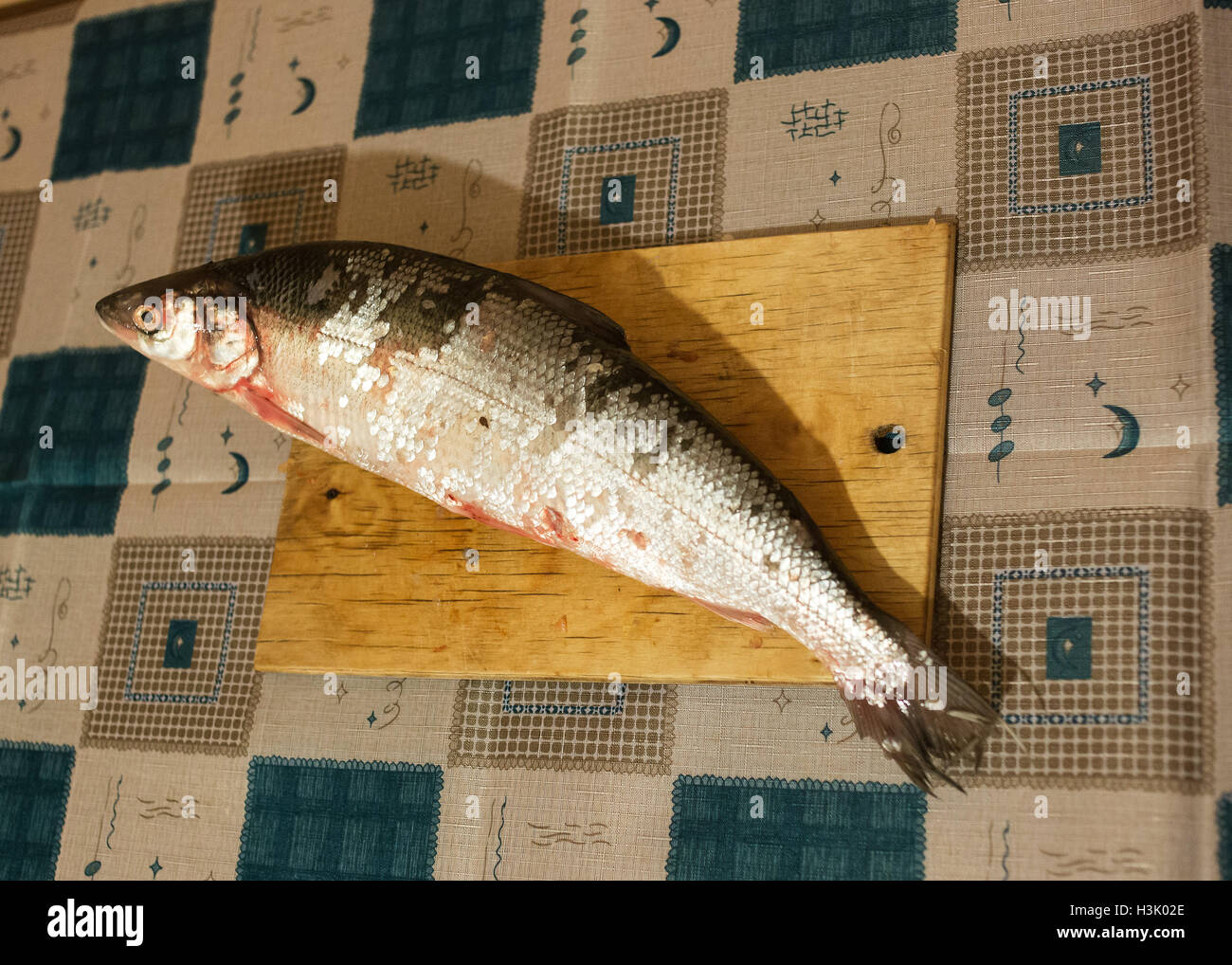 Deformed Fish Athabasca River