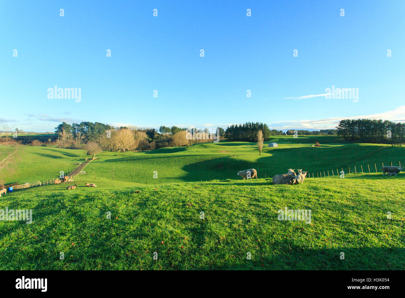 Matamata farm hi-res stock photography and images - Alamy