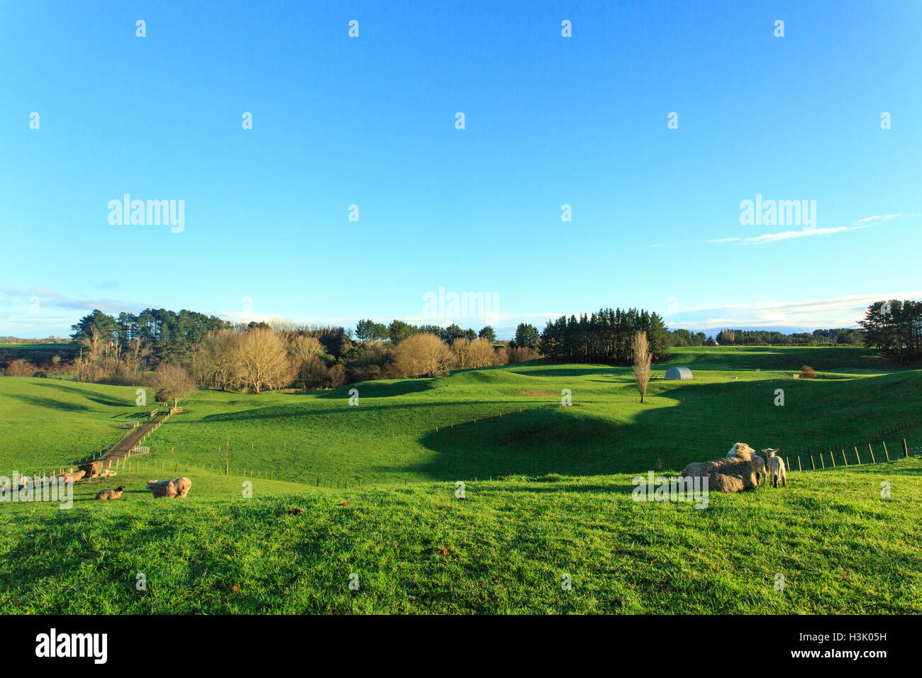Matamata farm hi-res stock photography and images - Alamy
