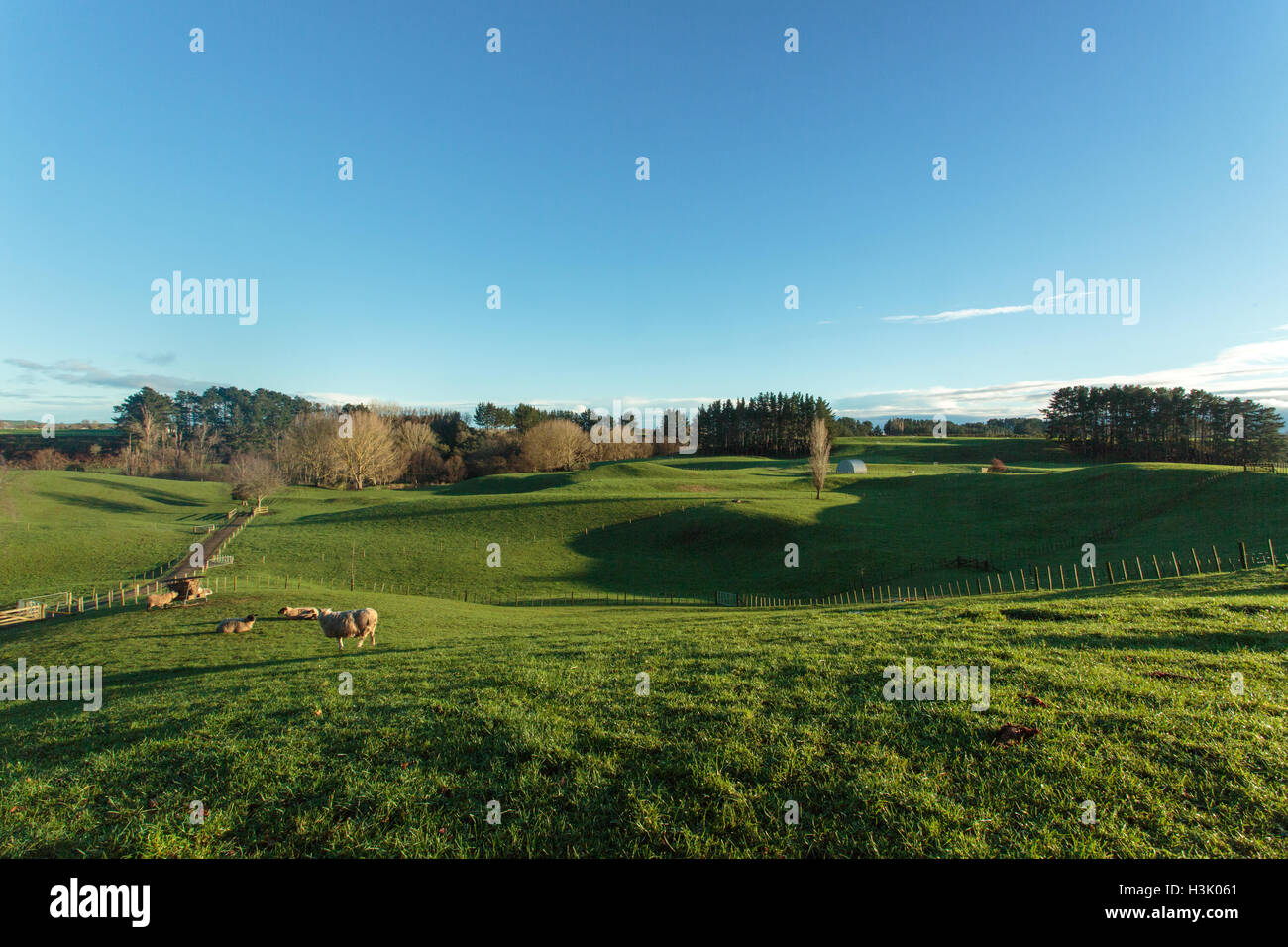 Matamata farm hi-res stock photography and images - Alamy