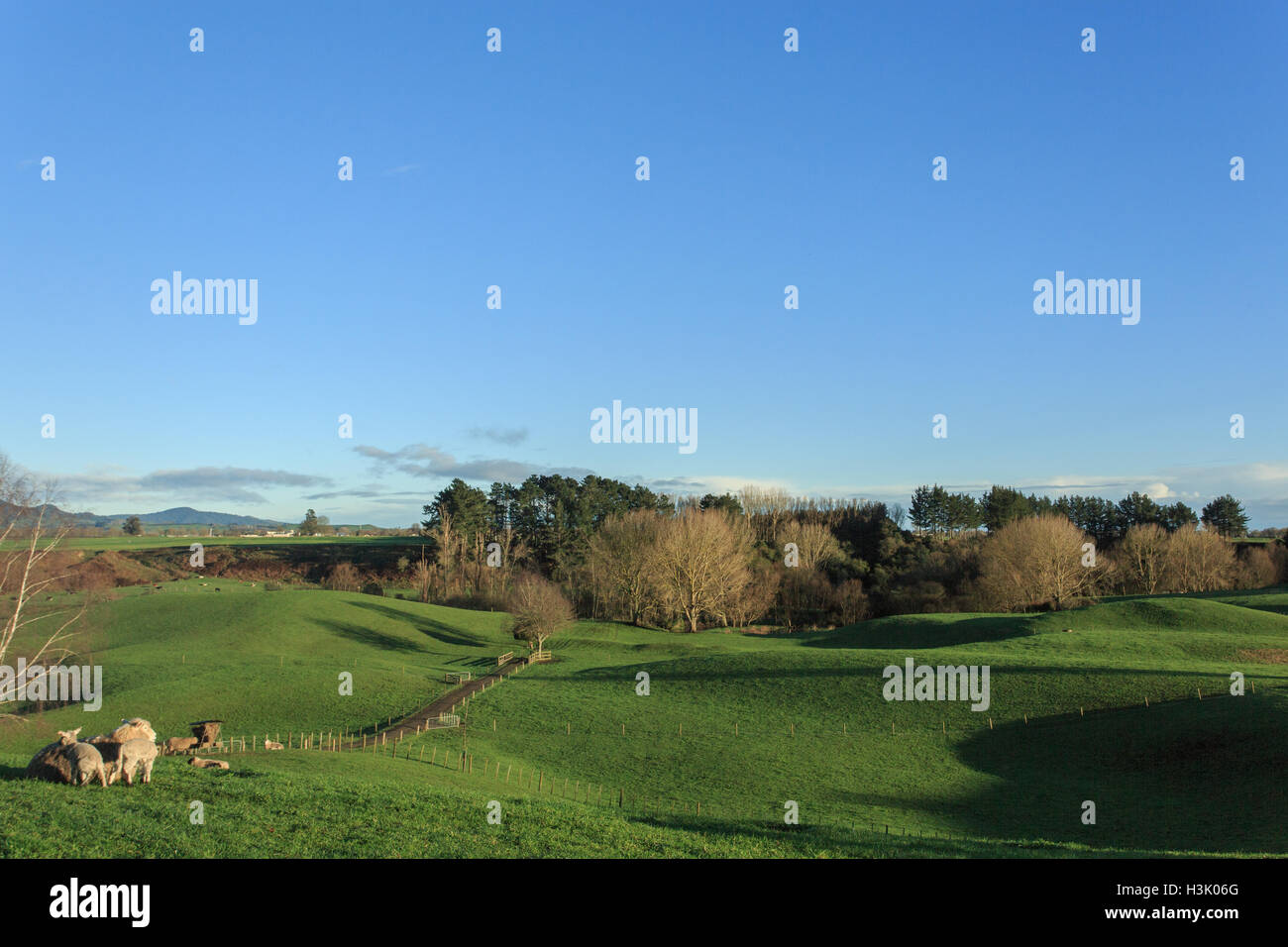 Matamata farm hi-res stock photography and images - Alamy