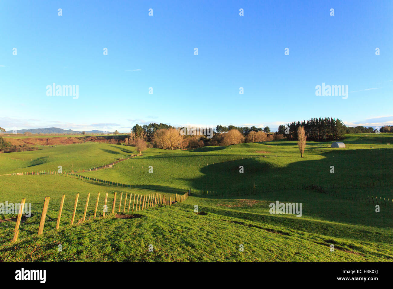 Hobbiton sheep hi-res stock photography and images - Alamy