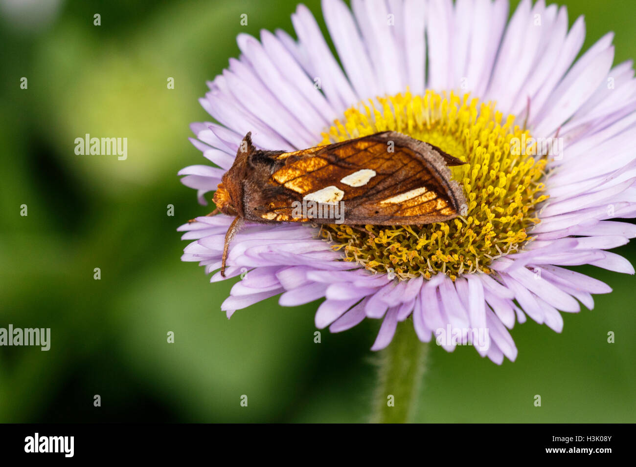 Gold Spot Plusia festucae adult moth Stock Photo - Alamy