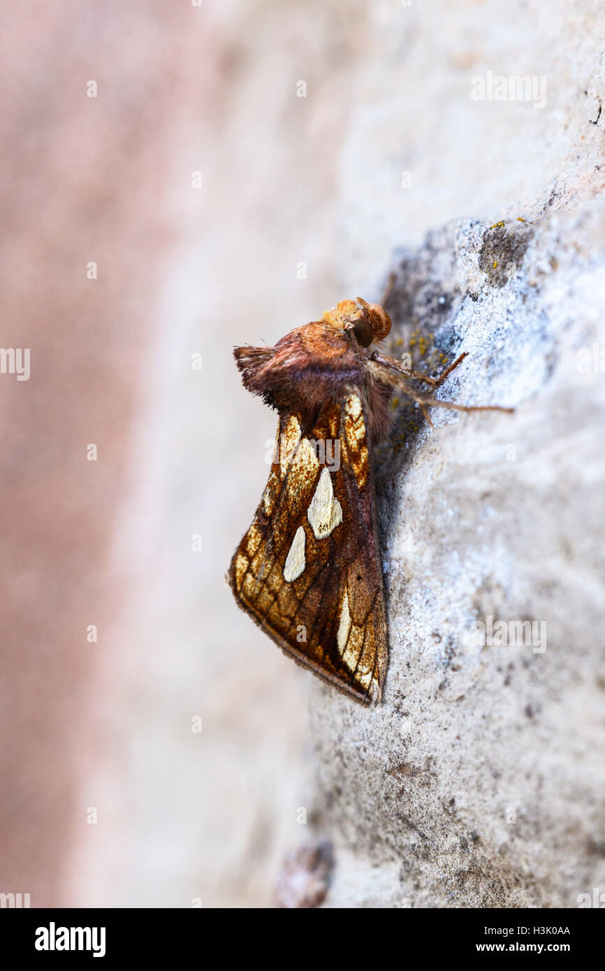 Gold Spot Plusia festucae adult moth Stock Photo - Alamy
