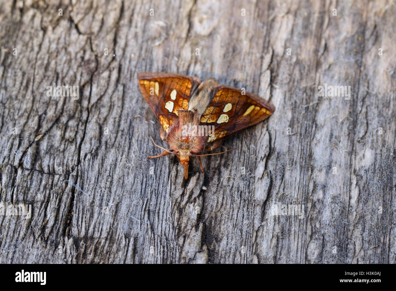 Gold Spot Plusia festucae adult moth Stock Photo - Alamy