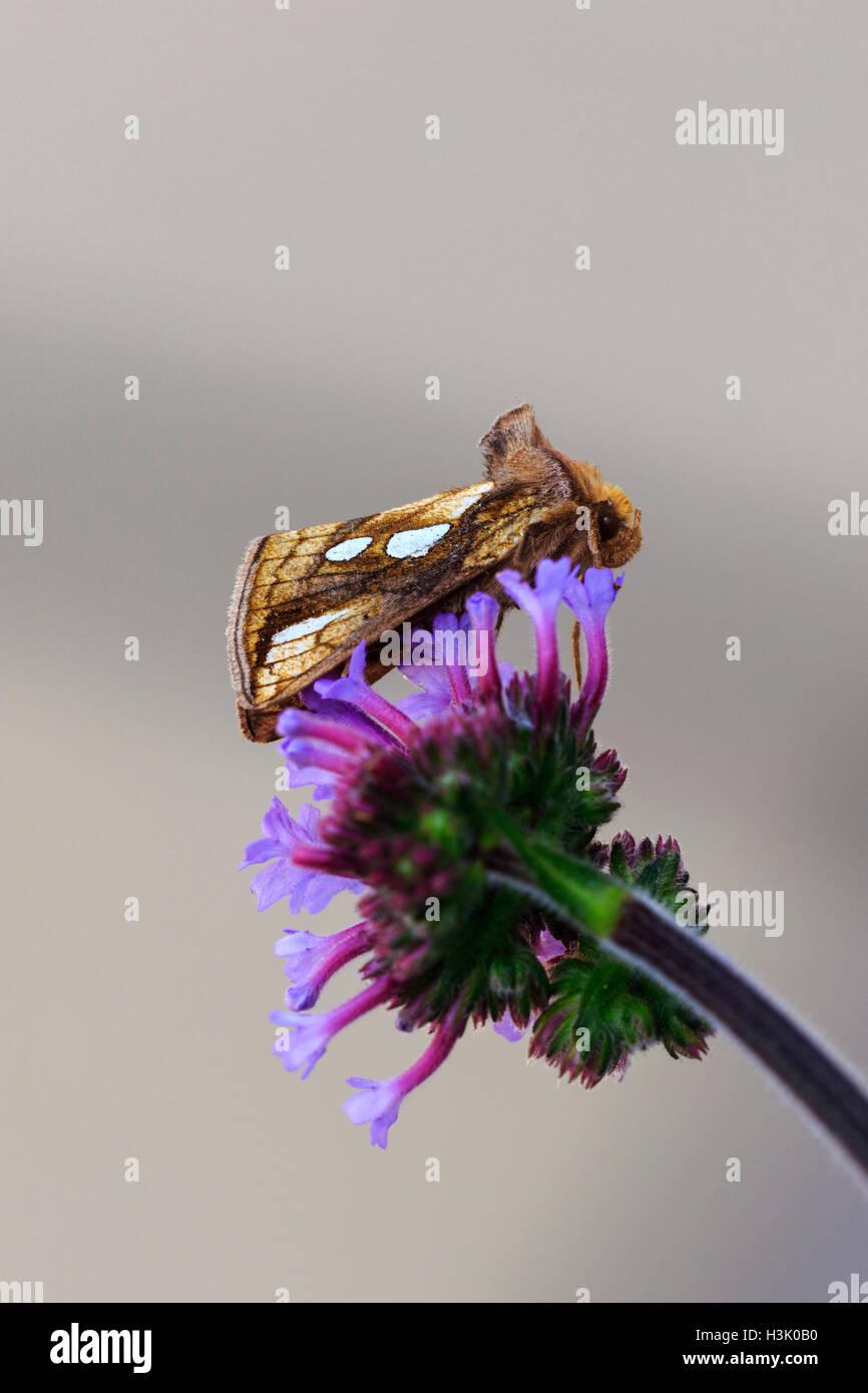 Gold Spot Plusia festucae adult moth Stock Photo - Alamy