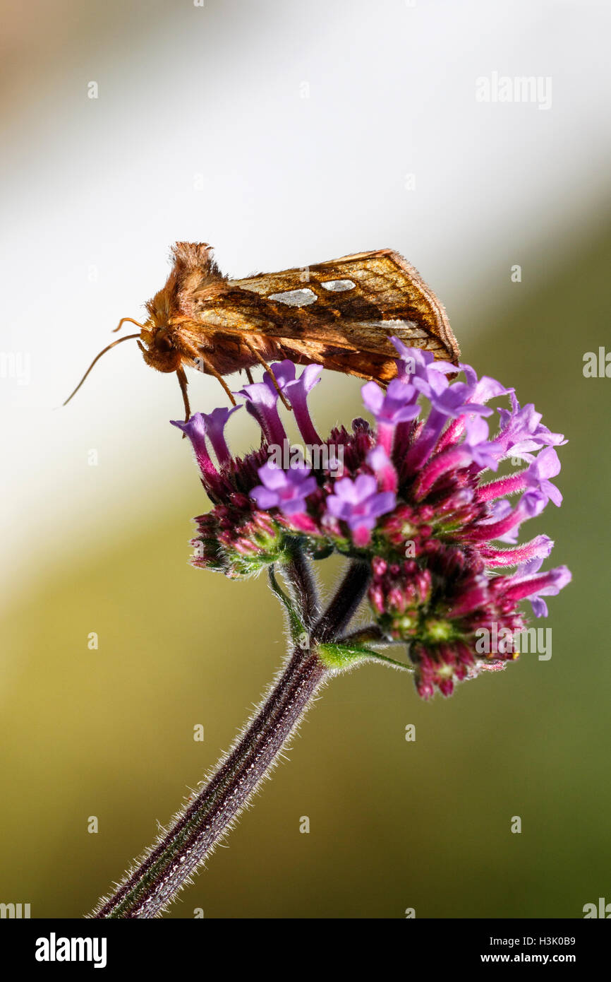Gold Spot Plusia festucae adult moth Stock Photo - Alamy