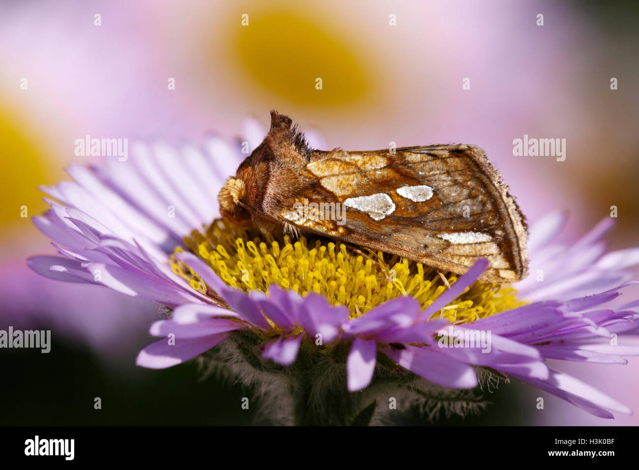 Plusia Stock Photos & Plusia Stock Images - Alamy