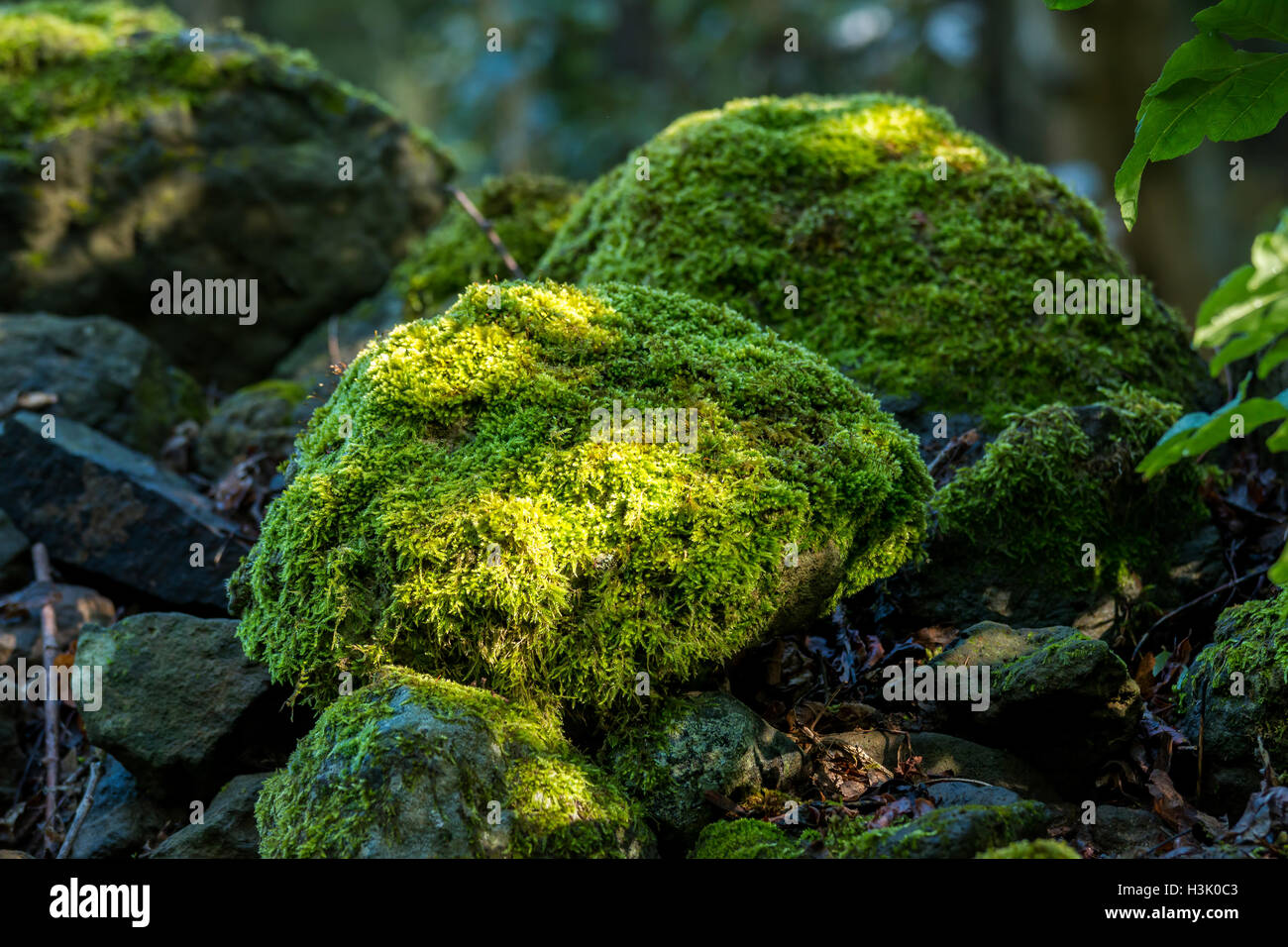 Green mossy rocks wet surface hi-res stock photography and images - Alamy