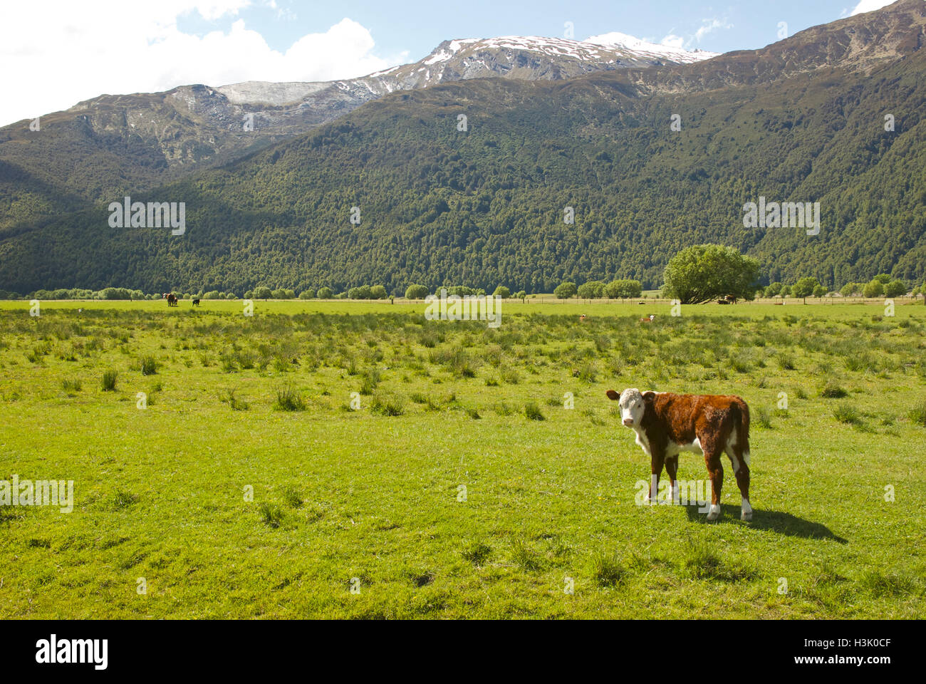 Cow roams hi-res stock photography and images - Alamy