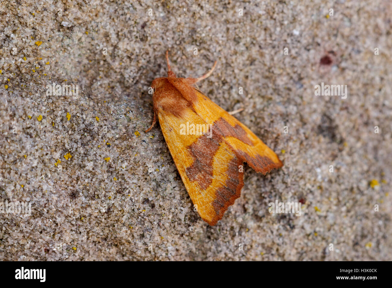Centre-barred Sallow Atethmia centrago adult moth at rest on a stone ...