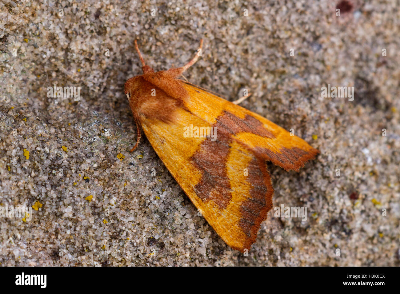 Atethmea hi-res stock photography and images - Alamy