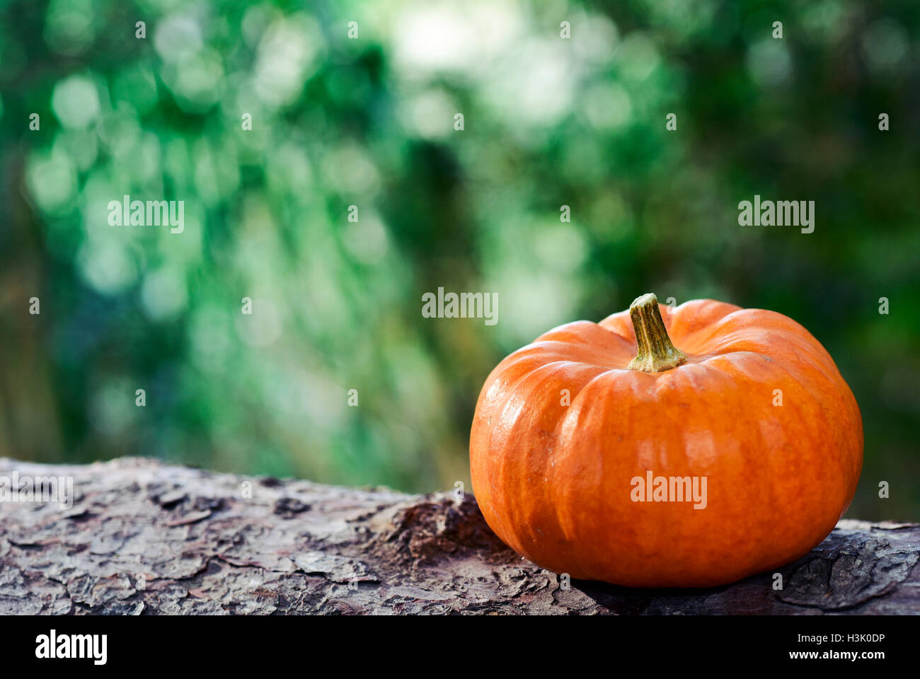 Pumpkin Tree Stock Photos & Pumpkin Tree Stock Images - Alamy