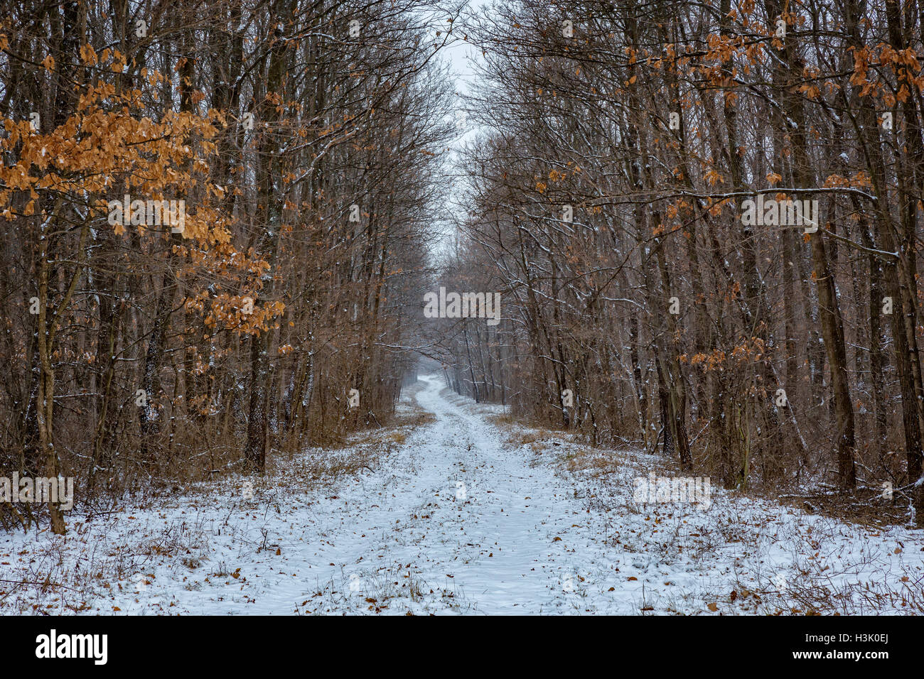 Snowy winter road in the forest Stock Photo - Alamy