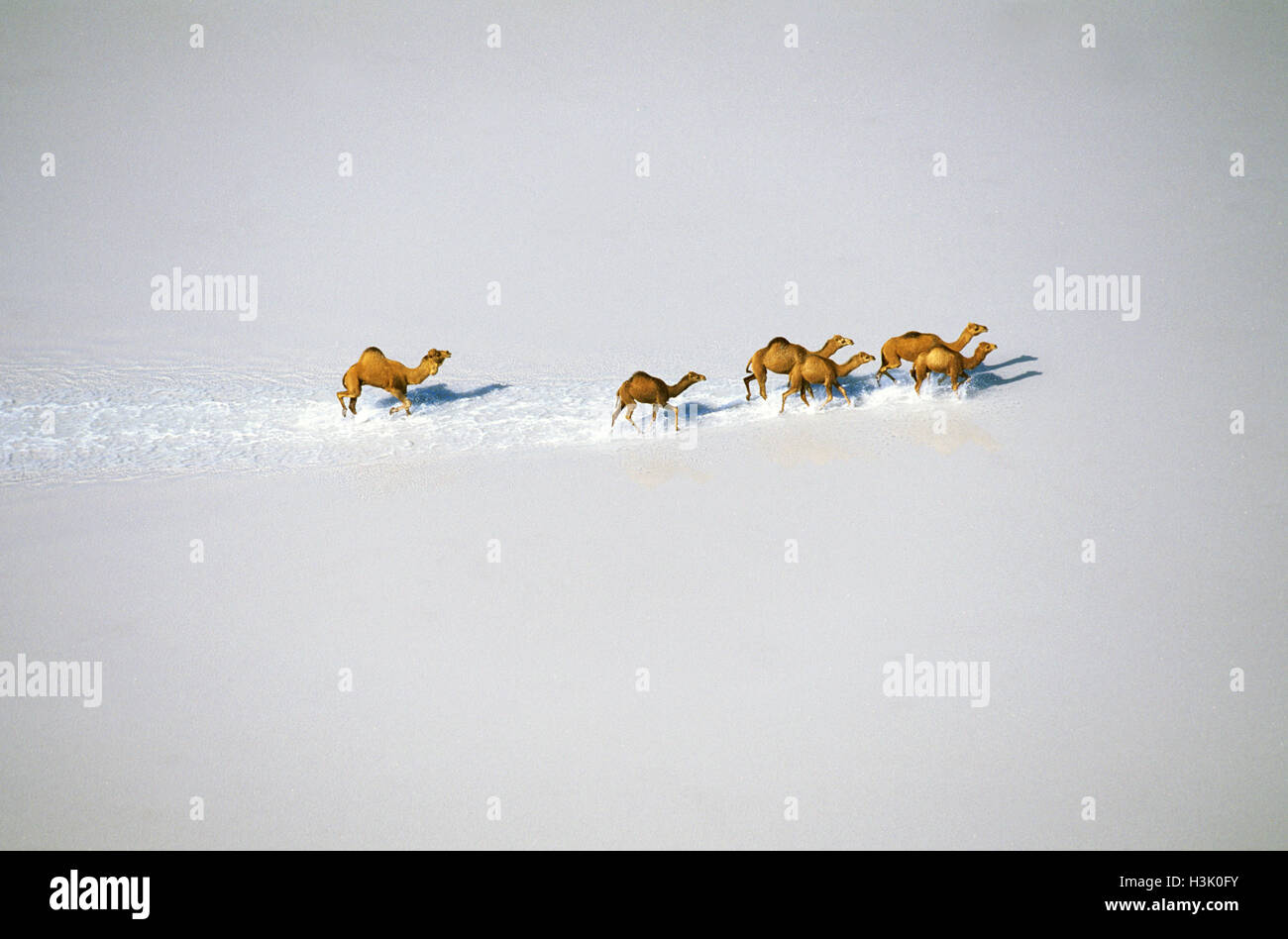 Camel running hi-res stock photography and images - Alamy