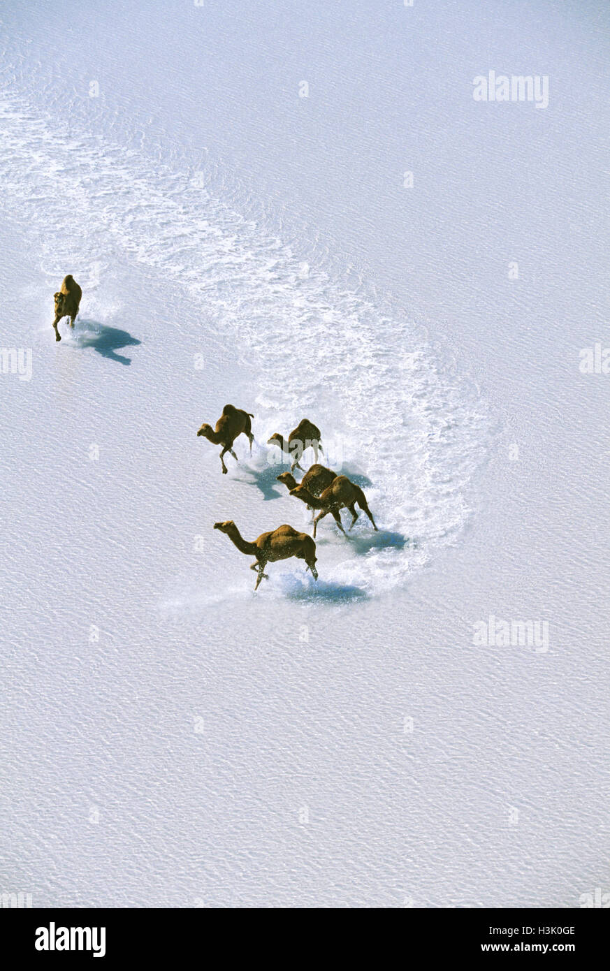 Five camels hi-res stock photography and images - Alamy