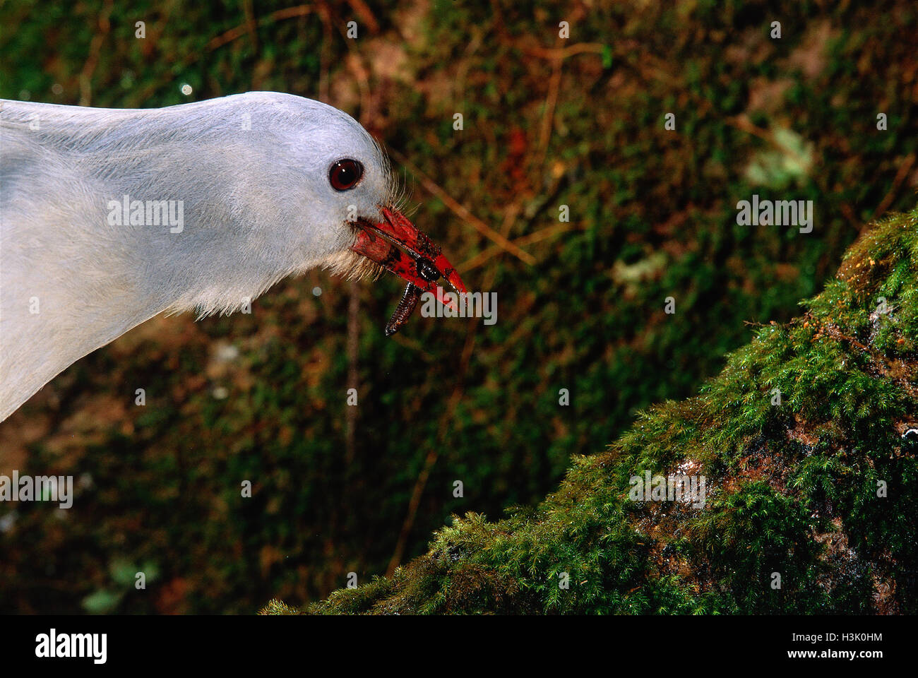 Kagu (Rhynochetos jubatus Stock Photo - Alamy