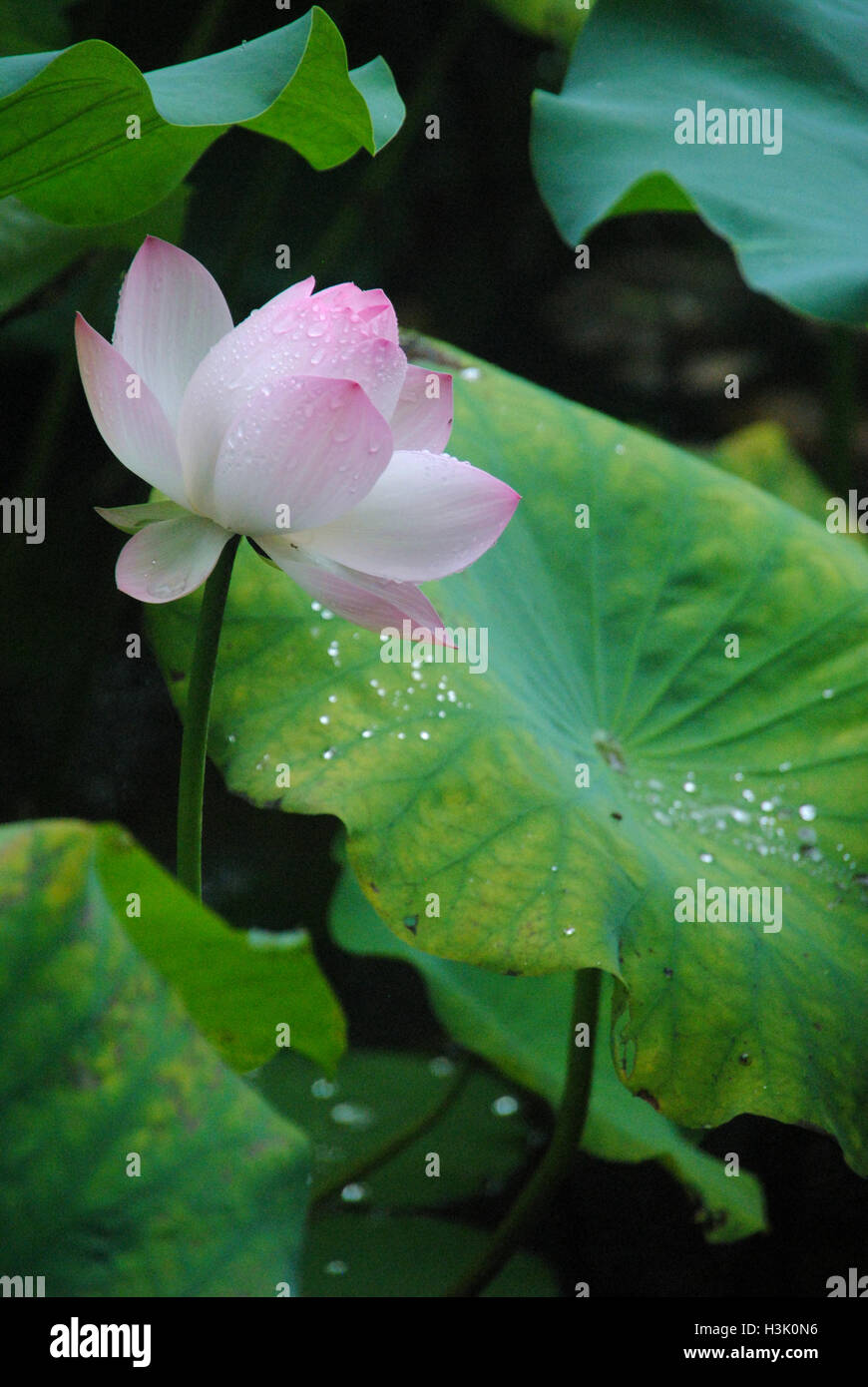 Chinese flora and fauna hi-res stock photography and images - Alamy