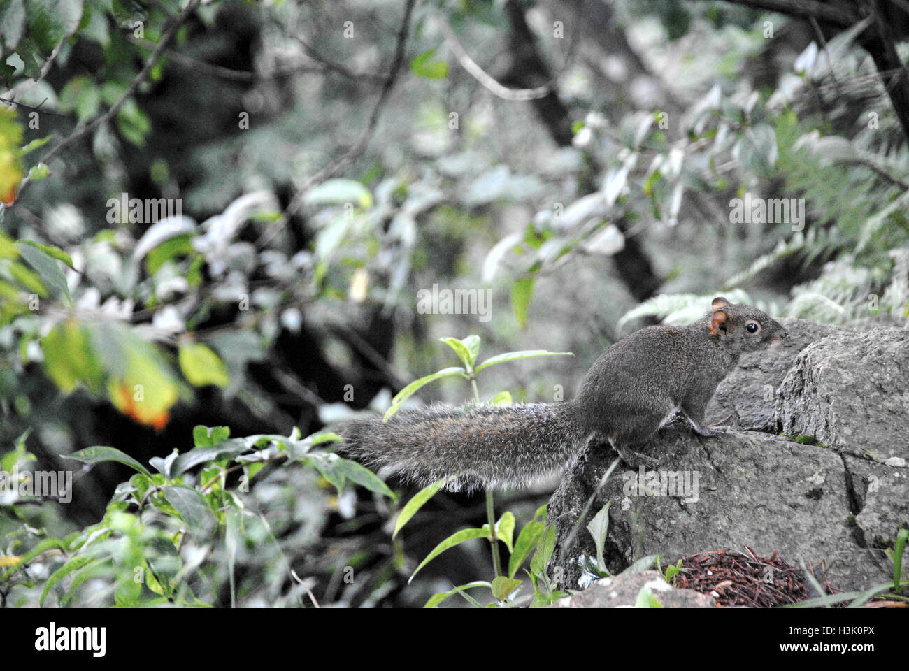 Huangshan mountain squirrel Stock Photo - Alamy