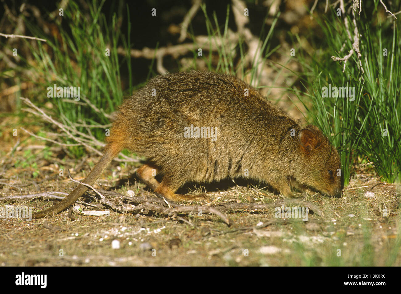 Quokka (Setonix brachyurus Stock Photo - Alamy