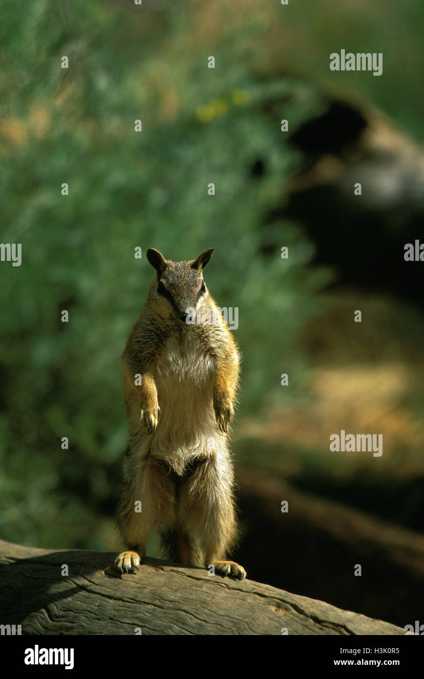 Numbat (Myrmecobius fasciatus Stock Photo - Alamy