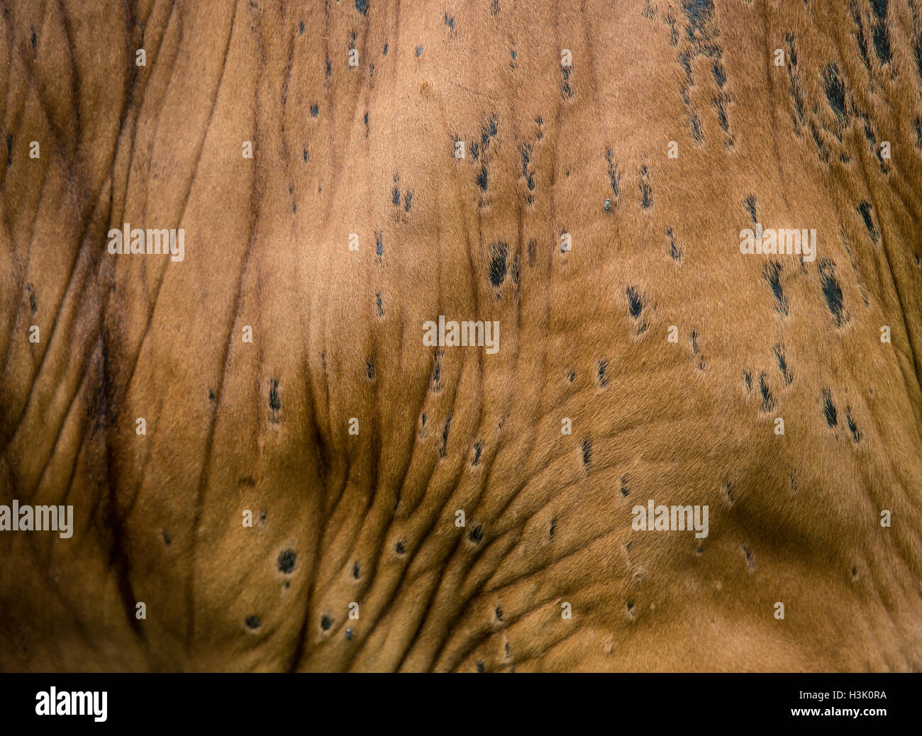 close-up of brown cow skin texture background Stock Photo - Alamy