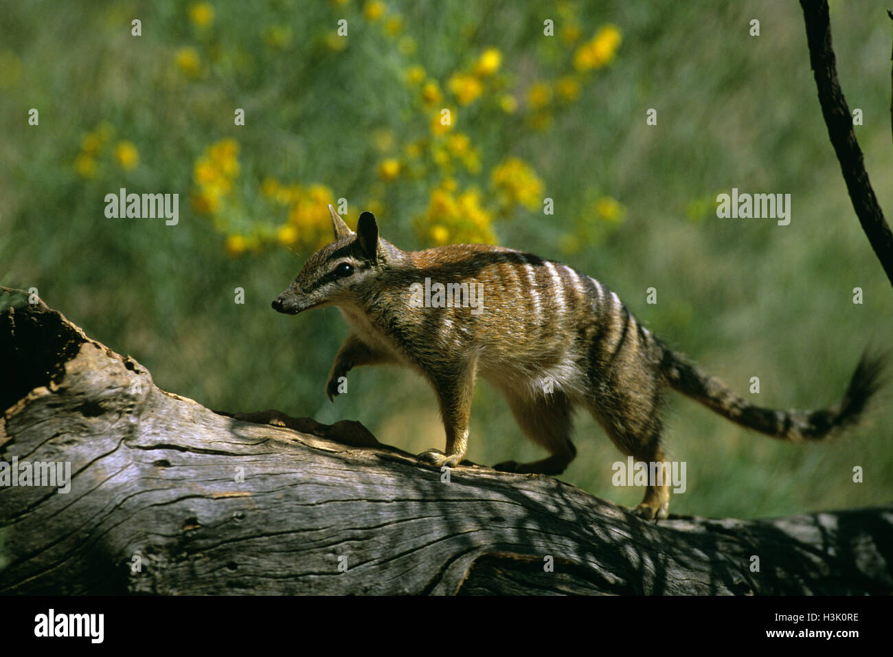Numbat (Myrmecobius fasciatus Stock Photo - Alamy